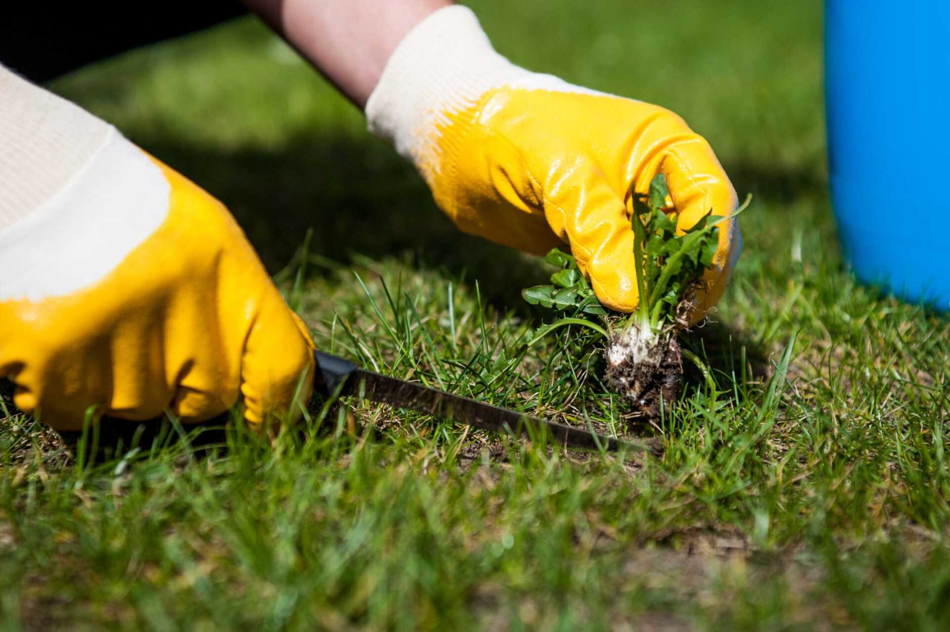 What Are Top Weed Control Techniques for Lawns? | MJR Landscape