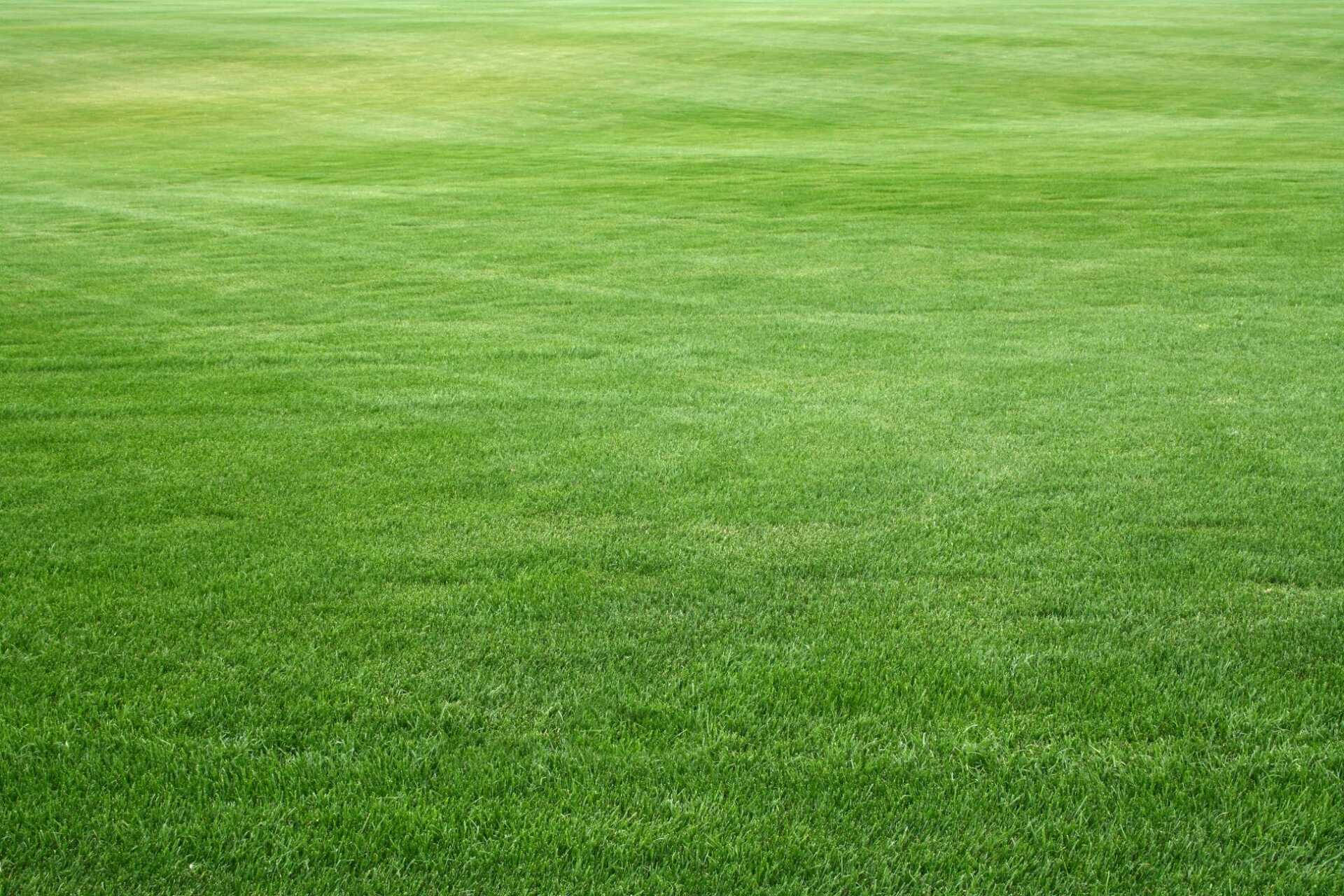 What Are Top Tips for Weed Prevention? | MJR Landscape