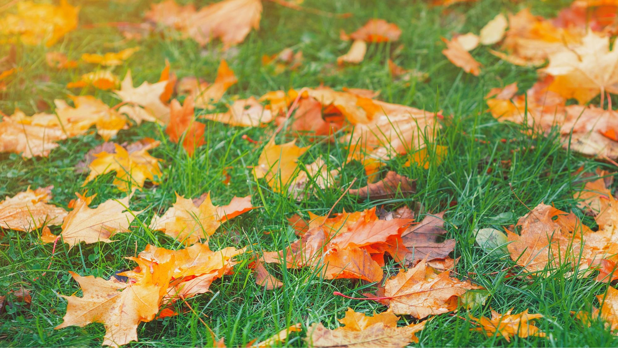 Autumn Grass Fertilization Tips for Michigan Lawns | MJR Landscape