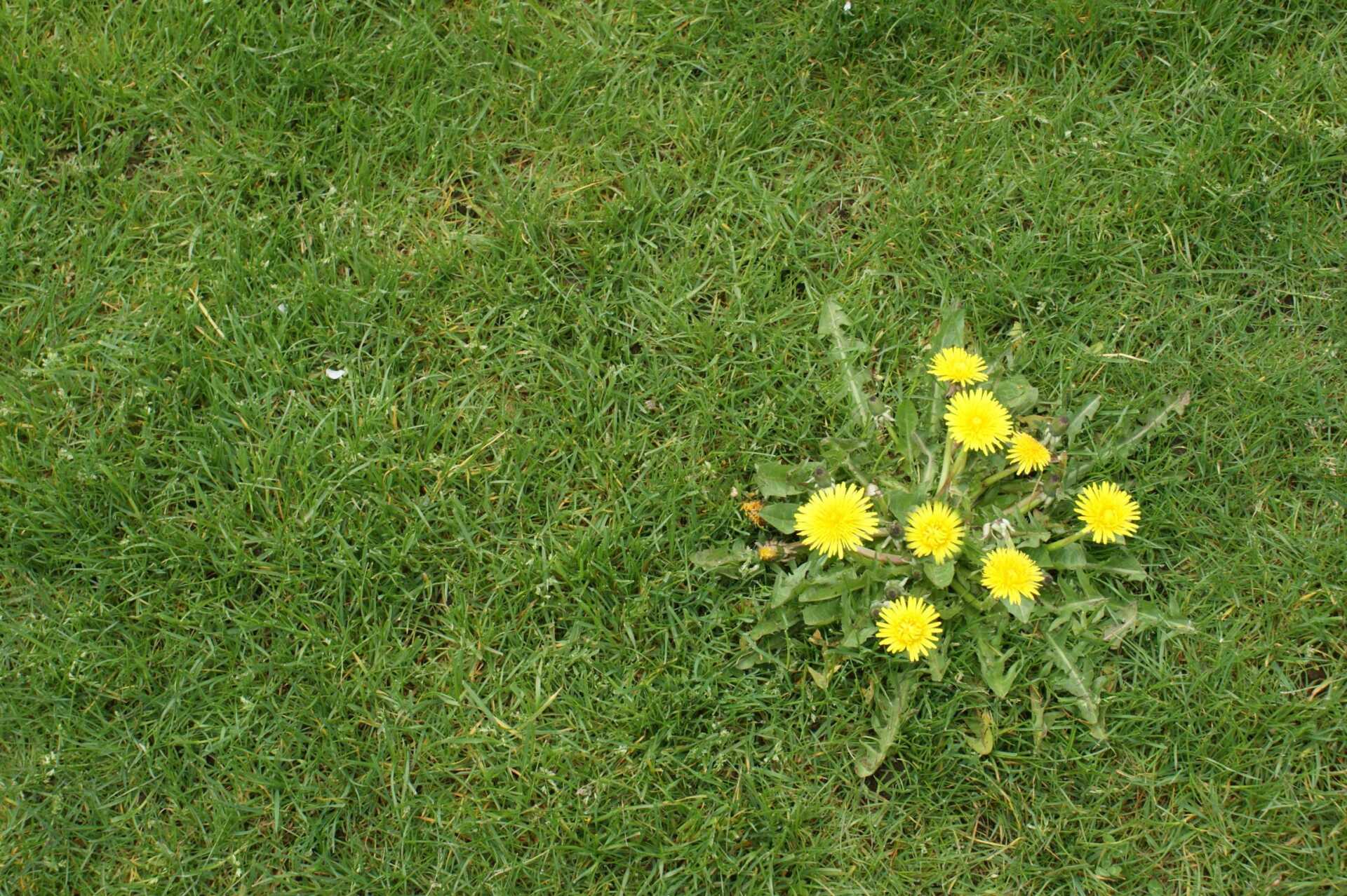 Reliable Lawn Care Strategies for Weed Prevention | MJR Landscape