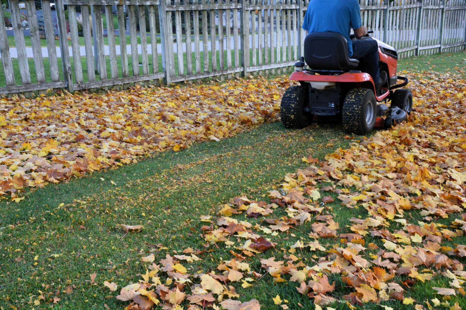Why Choose Our Professional Leaf Removal Services? | MJR Landscape