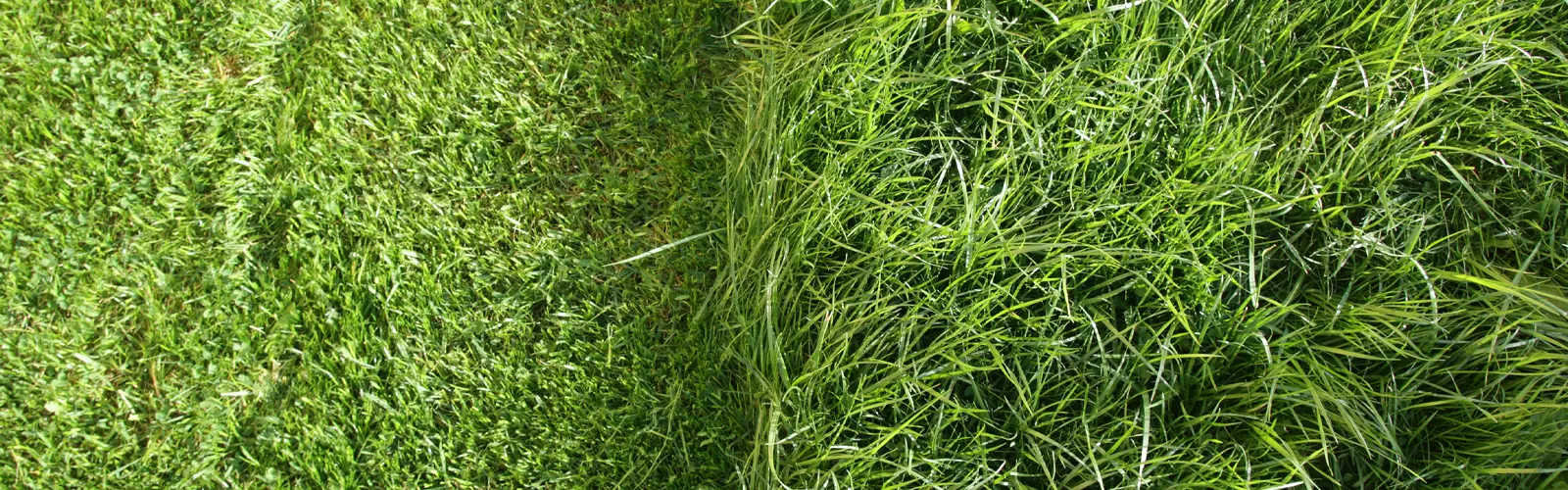 Kentwood Lawn Care: Transform Your Outdoor Oasis | MJR Landscape