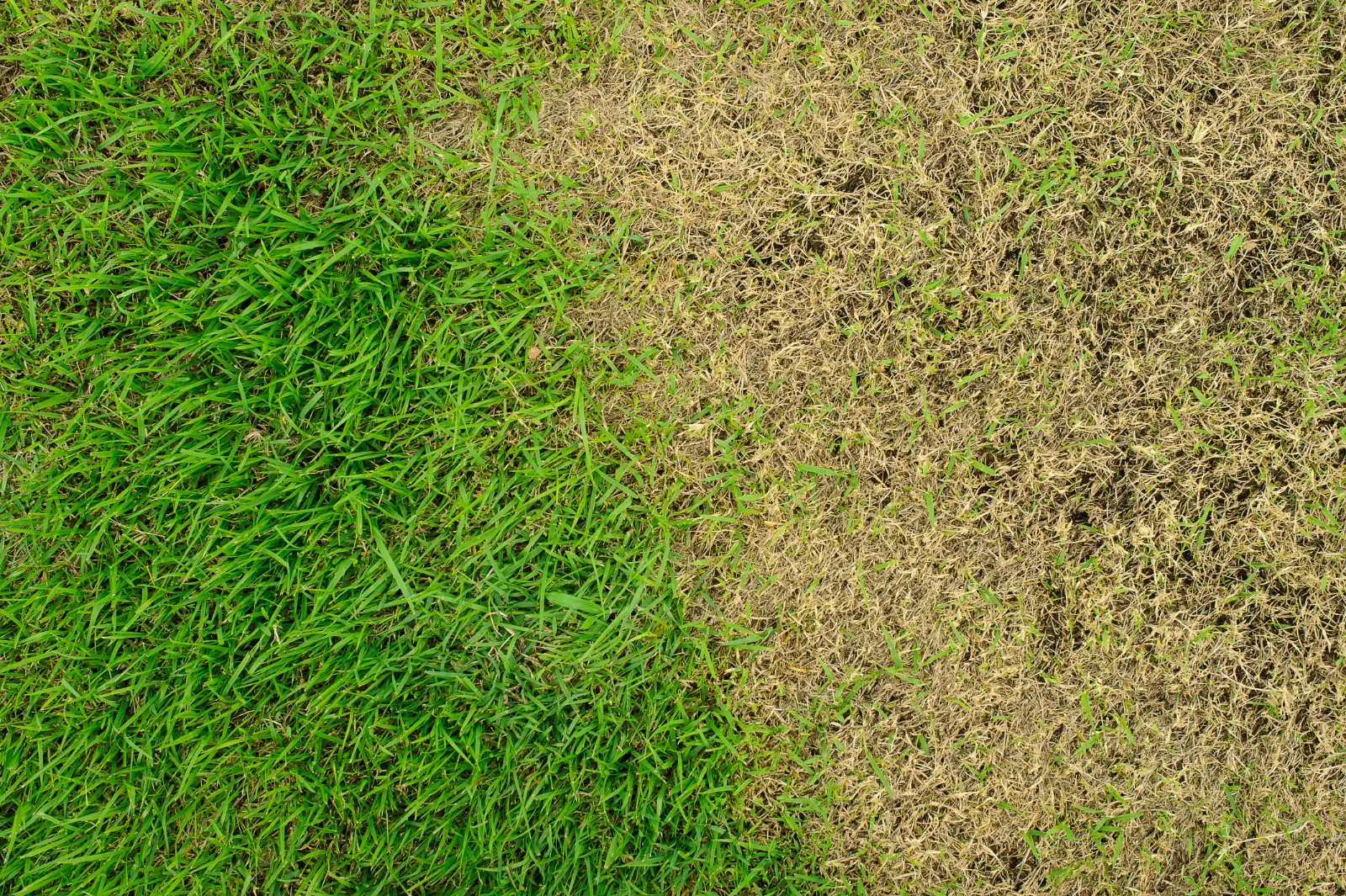 Organic Pest Control Tips for Grand Rapids, MI Lawns | MJR Landscape