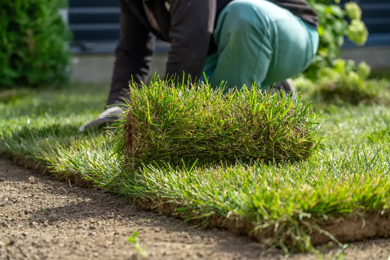 4 Best Lawn Insecticide Treatments in Grand Rapids, MI Area | MJR Landscape